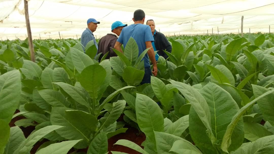 Cumple la Isla plan de siembra de siembra de tabaco (Campaña 2023-2024 ...