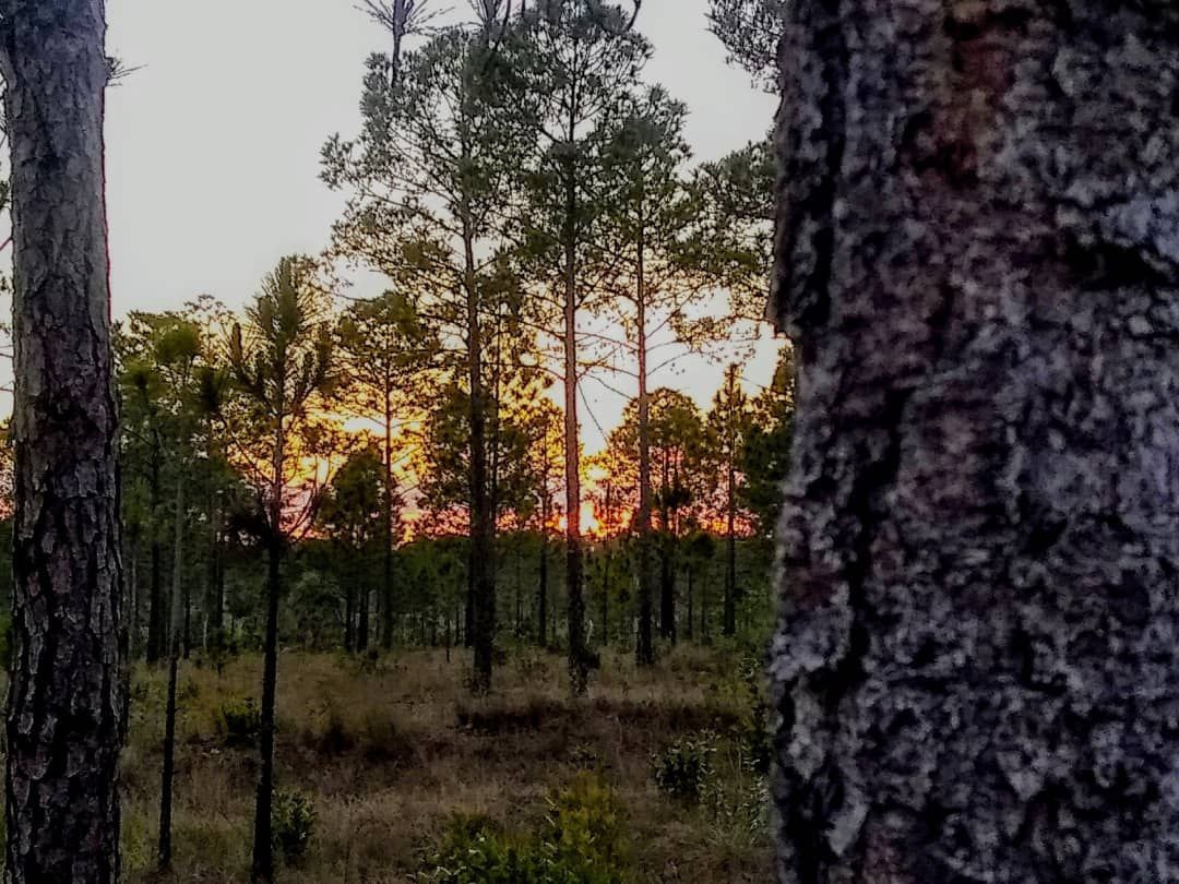 El Pino se resistió a fenecer - Islavision webIslavision web